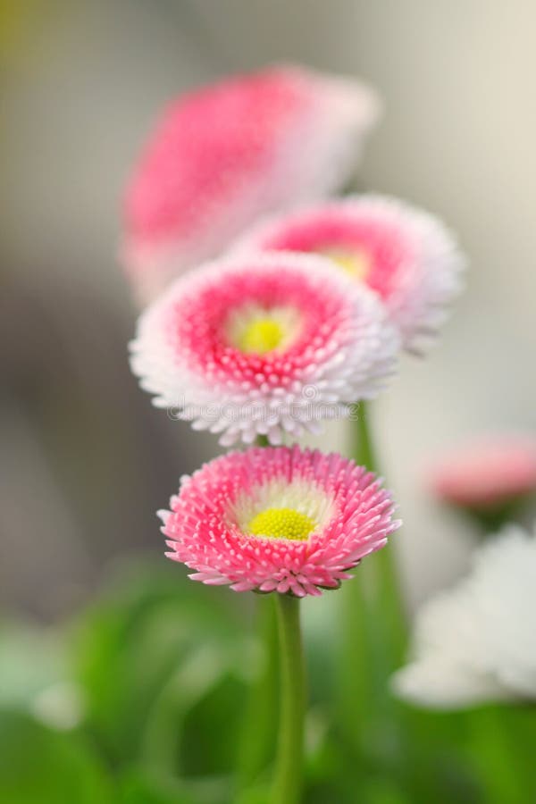 Little daisies stock image. Image of petals, closeup - 13227749