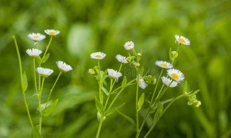 Little Daisies on the Field. Tiny White Flowers with a Yellow Center Stock Image - Image of ...