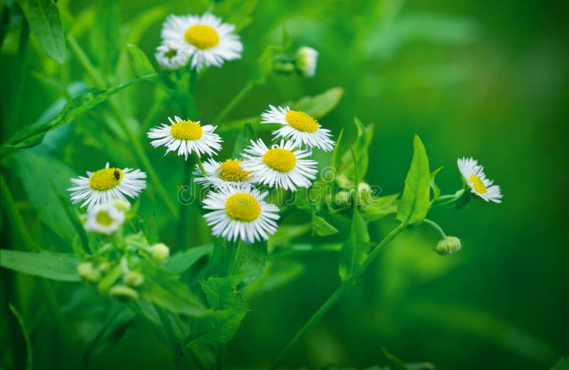 Little daisy stock image. Image of blossom, grow, foliage - 36413307