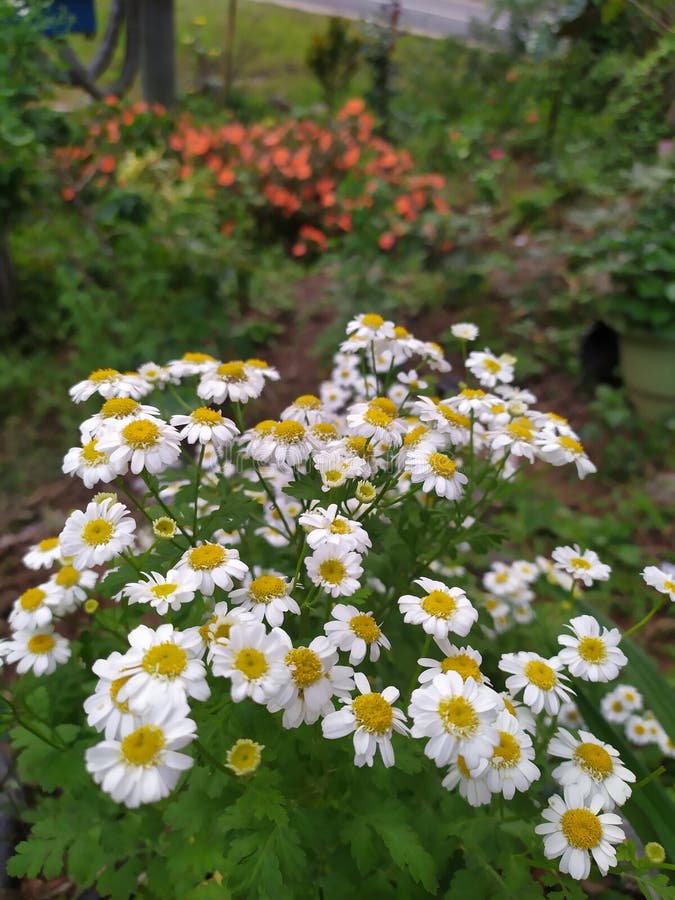 Little daisy stock image. Image of happiness, bunch - 266542325