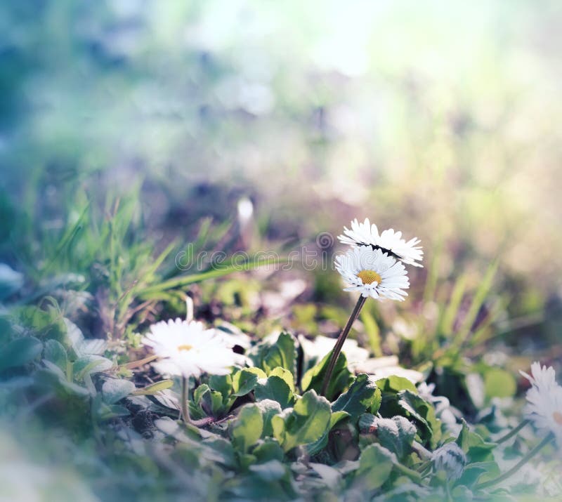 Little daisy stock image. Image of green, flowerhead - 39490977