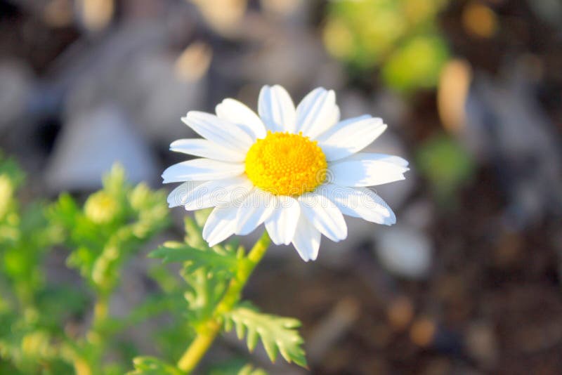 Little daisy flower stock photo. Image of background - 13321970