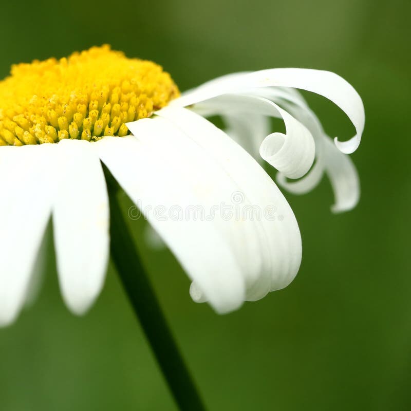 Little Daisy Mine, Audrey Shaft Head Frame, Jerome, Arizona, United ...
