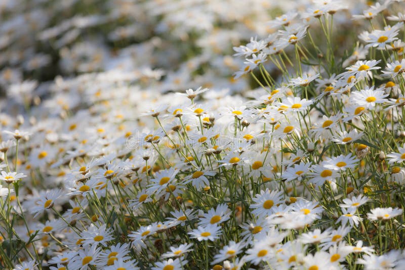 Daisy Blowing in the Wind stock image. Image of clouds - 44278251