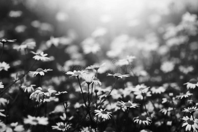 Little Daisy Mine, Audrey Shaft Head Frame, Jerome, Arizona, United ...