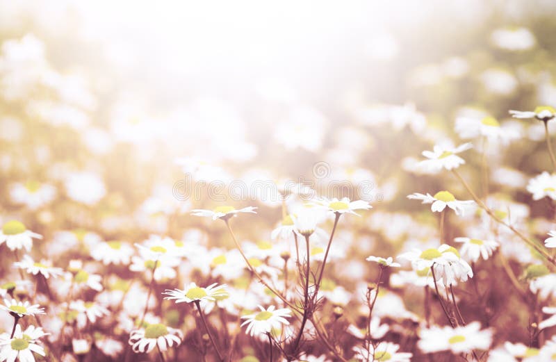 Little Daisy Mine, Audrey Shaft Head Frame, Jerome, Arizona, United ...