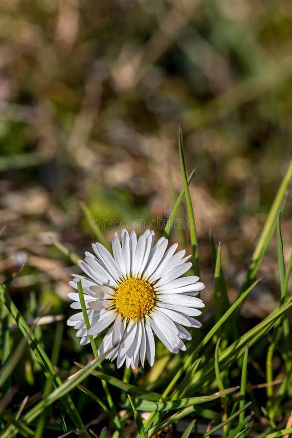 Little daisy in the lawn stock image. Image of bloom - 201808967