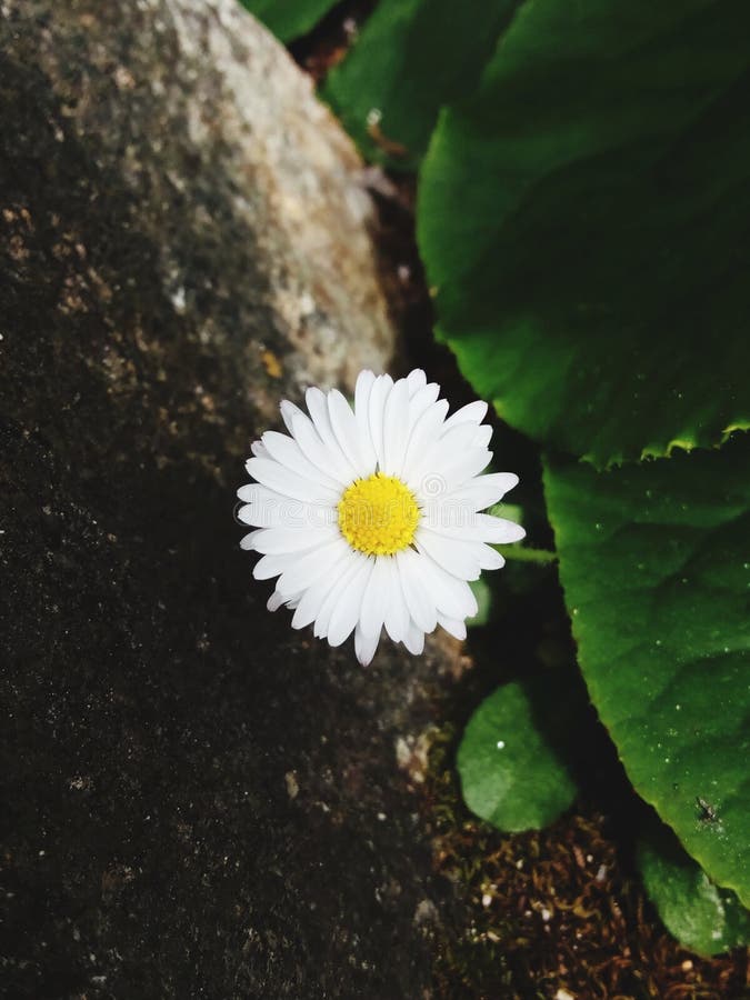 Little daisy by the rocks stock photo. Image of little - 224643786