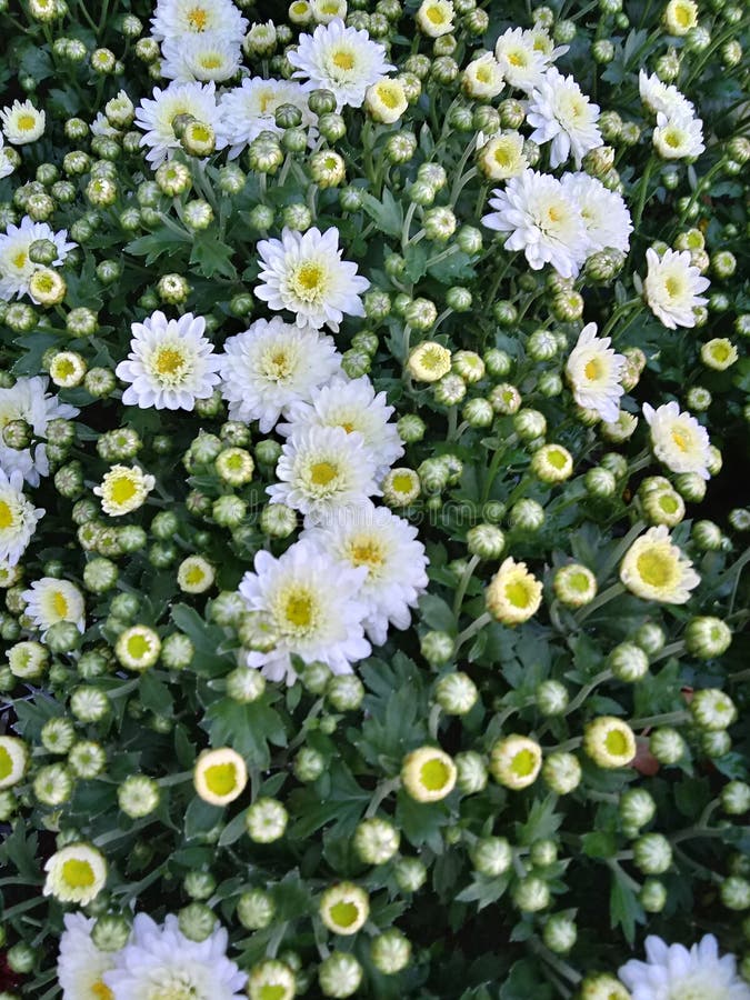 Little Daisy s stock photo. Image of daisys, cali, little - 164085496