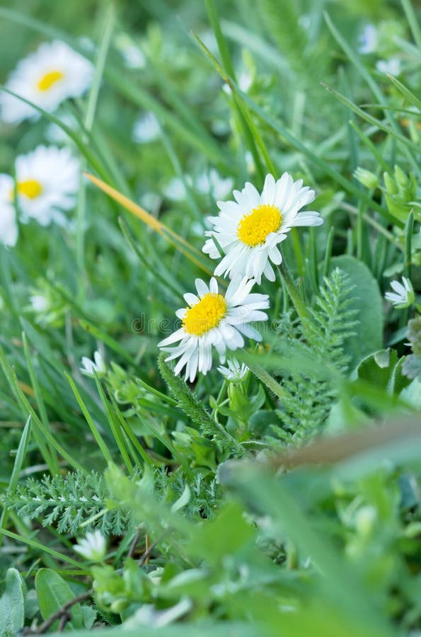 Daisy (spring Daisy) in a Meadow Stock Photo - Image of environment ...