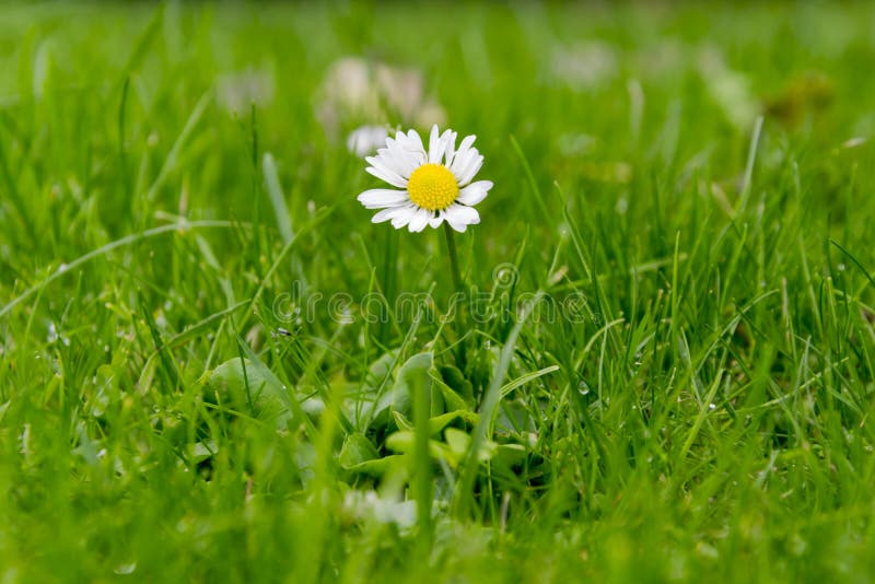 Little Daisy stock photo. Image of floral, blooming, closeup - 78937062