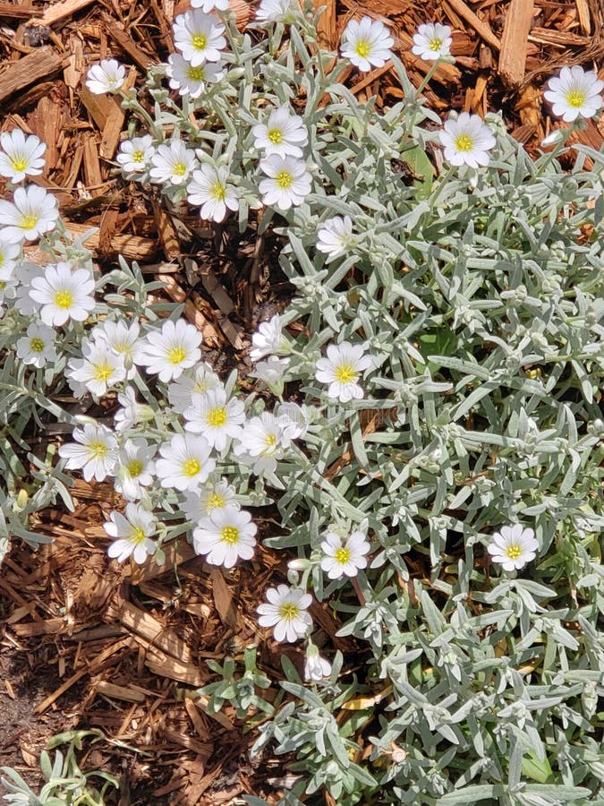 Little Daisy Wildflowers stock image. Image of blossom - 151743625
