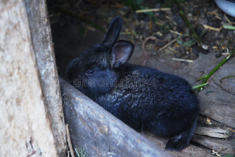681 Dark Grey Rabbit Stock Photos - Free & Royalty-Free Stock Photos ...