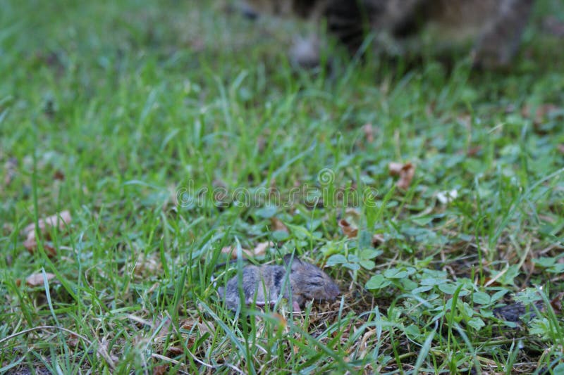 Little Dead Mouse Lying in the Grass after the Cat Killed Him Stock ...