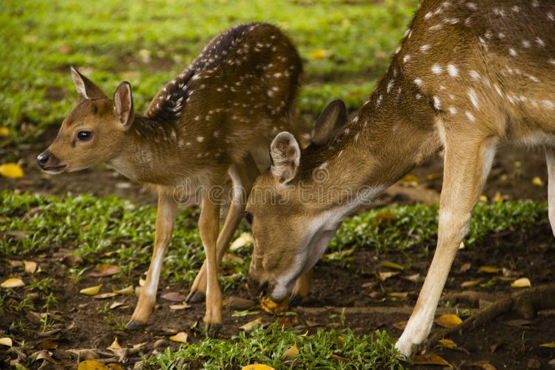 Little deer stock image. Image of bucks, mindful, animals - 24579311