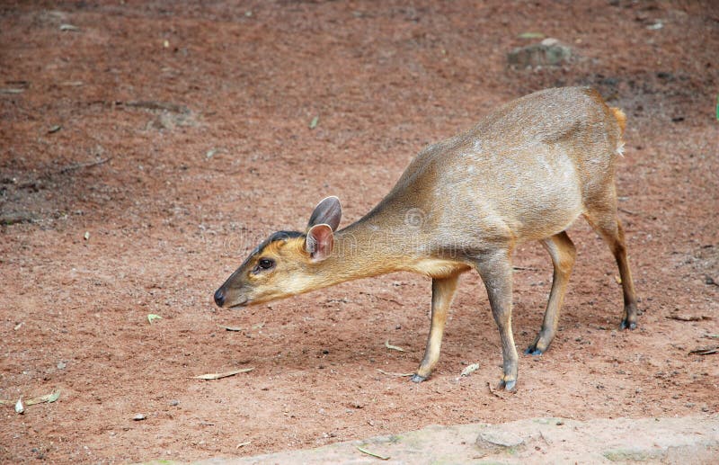Little deer stock image. Image of animals, nature, animal - 27560669