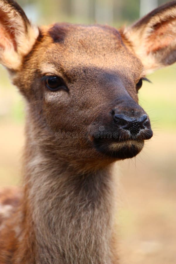 Little deer stock photo. Image of little, fawn, portrait - 52137604
