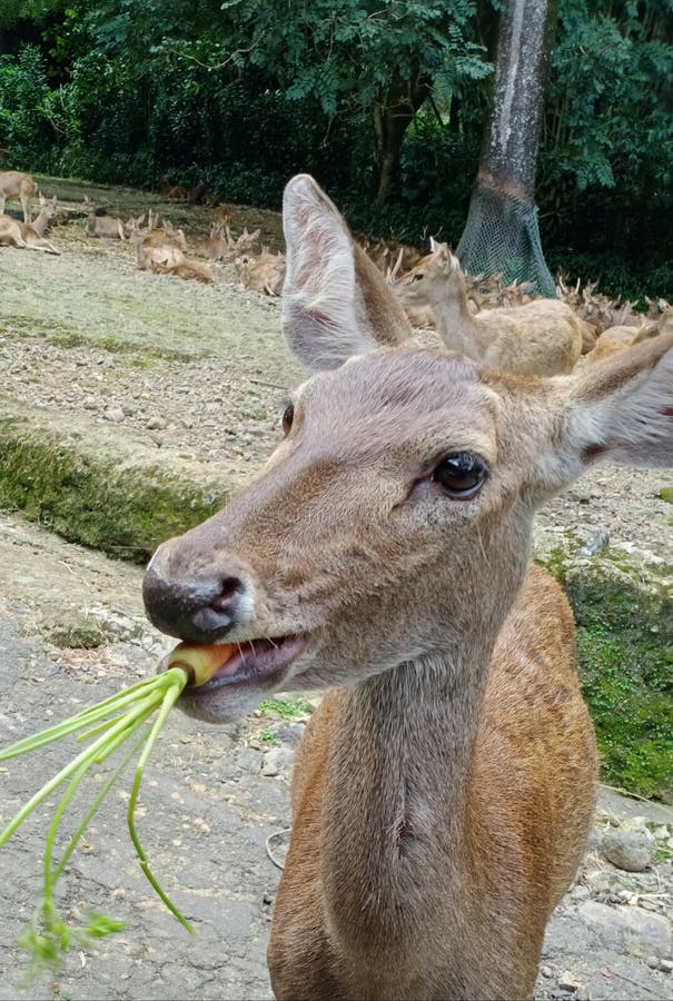 Little Deer Eating Carrots at the Zoo Stock Image - Image of deer ...