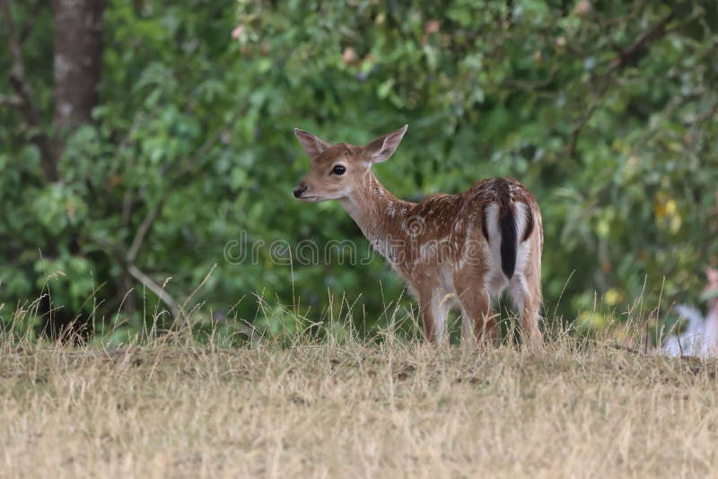 Little Deer at the Edge of the Forest Stock Image - Image of cute ...