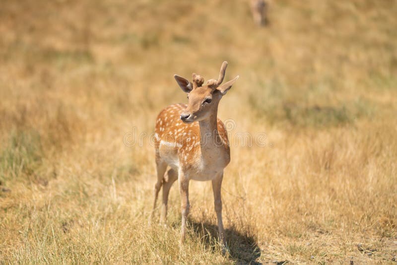 Little Deer in a Field or Zoo or Nature Reserve Stock Image - Image of ...