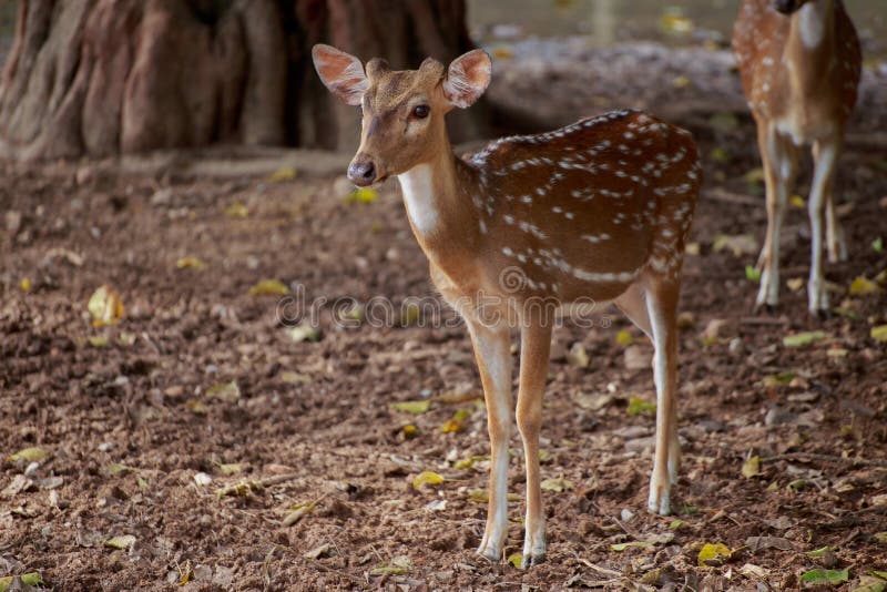 The little deer. stock image. Image of format, look, animal - 83142457