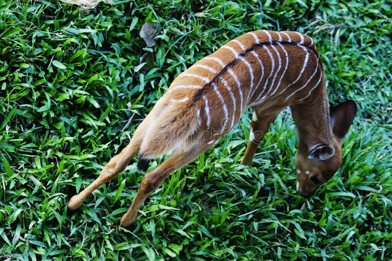 Little deer. stock image. Image of animal, grass, wildlife - 78654043