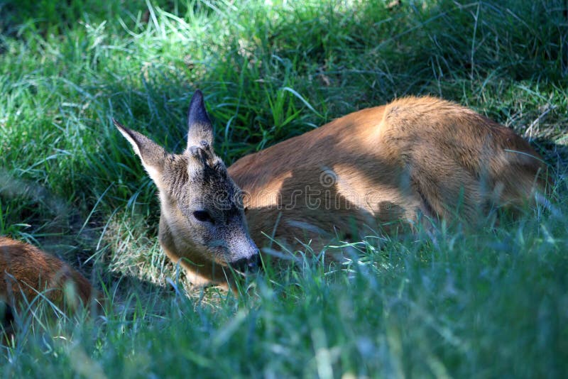 Little deer stock image. Image of deer, young, wildlife - 101079003
