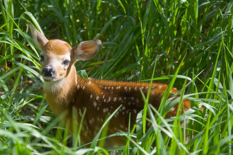 Little deer stock photo. Image of little, whitetailed - 29898598