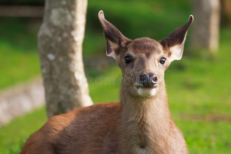 Little Deer stock image. Image of outside, green, mammal - 62096273