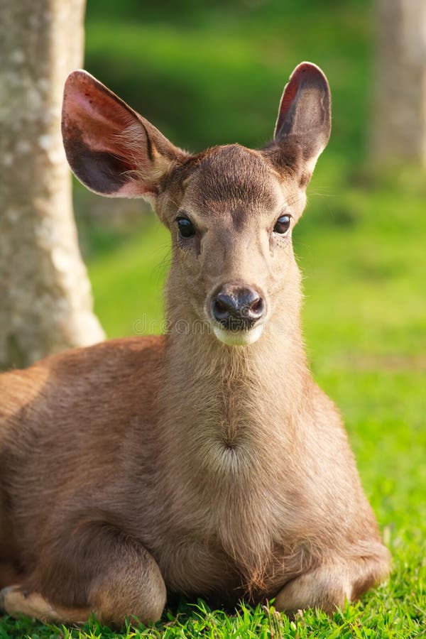 Little Deer stock image. Image of deer, nature, little - 62096389