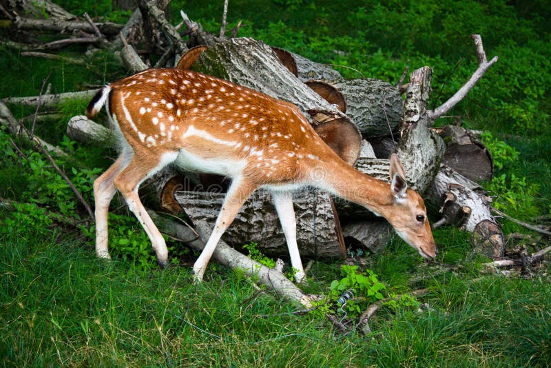 Little Deer in a Zoo Nature Stock Image - Image of americana, north ...