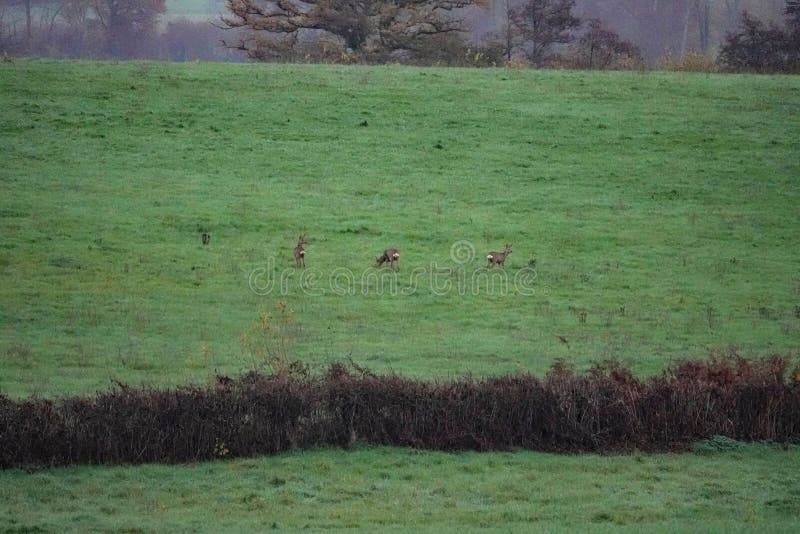 Deer playing in the meadow stock photo. Image of flora - 263379556