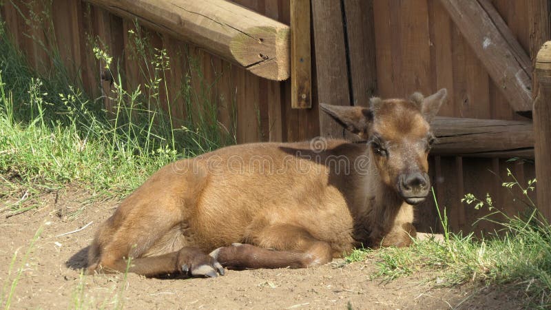 Little deer stock photo. Image of happy, slumber, lies - 56518230