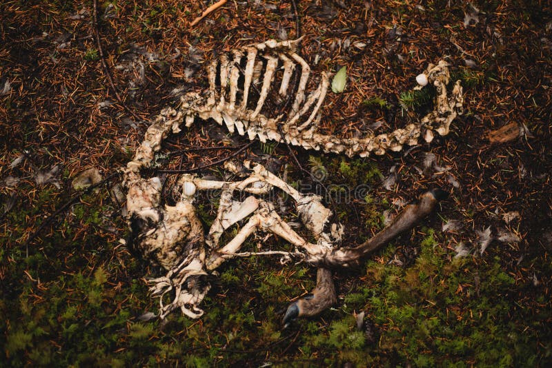 Little Deer Skeleton Decomposing in the Forest Stock Photo - Image of ...