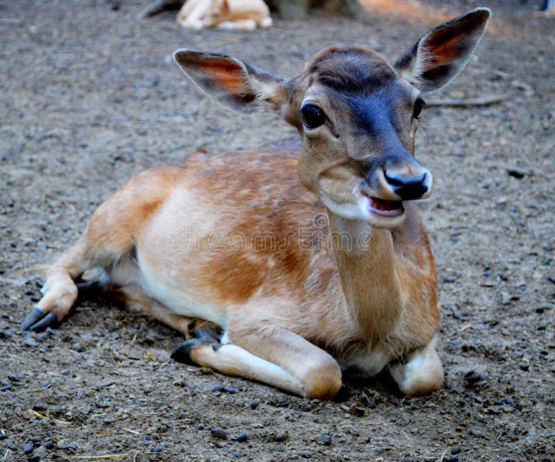 Little deer stock image. Image of awesome, deer, little - 73823119