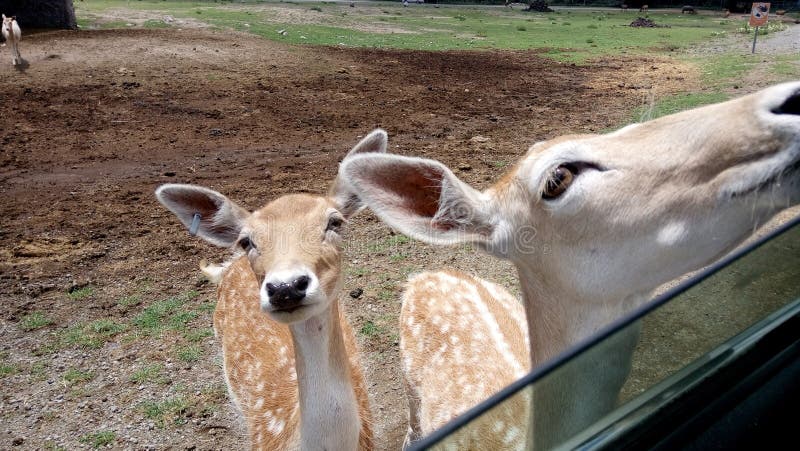 Little deer stock image. Image of deer, animal, ground - 95365505