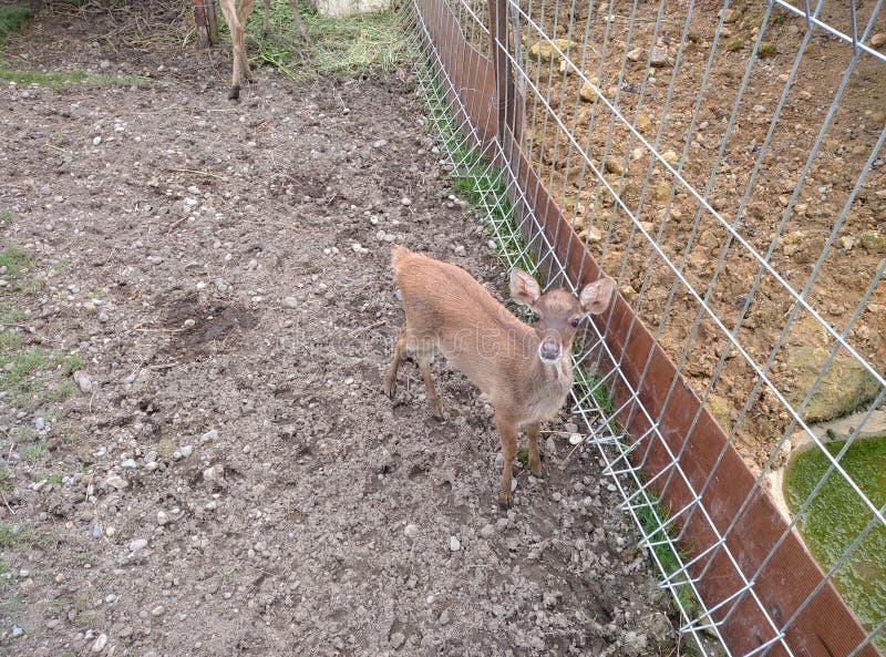 A Little Deer Waiting for Her Foods Stock Image - Image of waiting ...