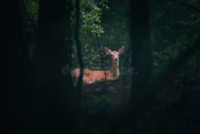 Little Deer, Young Roe Deer, Hind in a Mystic Forest Stock Photo ...