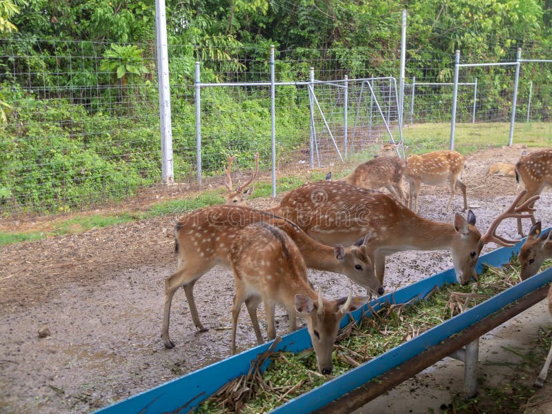 Little Deer stock image. Image of protection, animal - 141428849