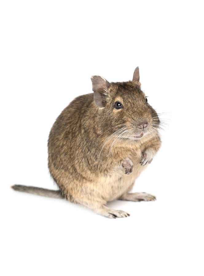 Degu Isolated Stock Images - Download 301 Royalty Free Photos