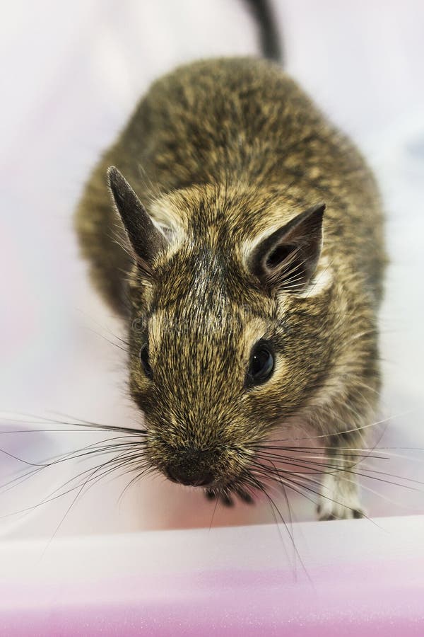 Little degu squirrel stock image. Image of gopher, animal - 64326713