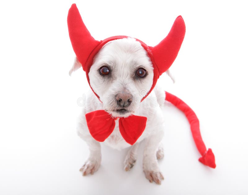 Little Devil Dog stock image. Image of devil, satan, eyes - 34388447