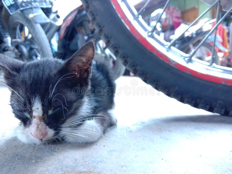 Little Dirty Cat Sleeping at a Parking Area in Traditional Market Stock ...