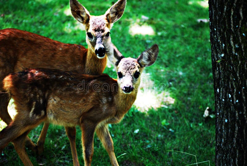 Little Doe stock photo. Image of head, capreolus, grass - 48254438