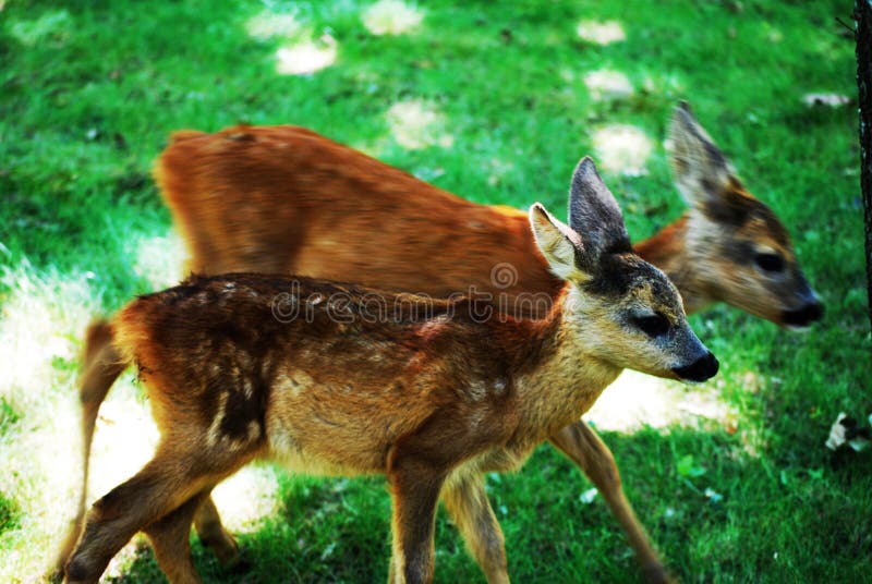 Little Doe stock photo. Image of ears, deer, female, flower - 48254456