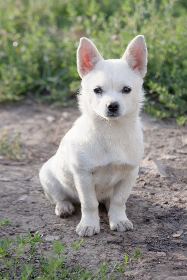 Little dog stock photo. Image of animal, docile, outside - 15721972