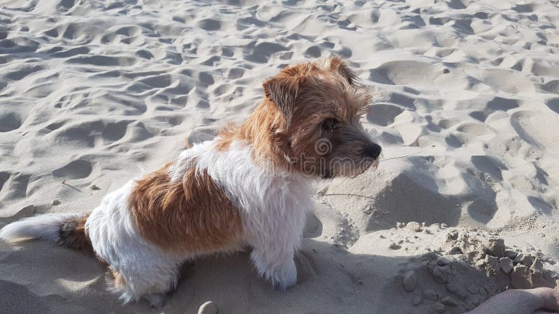 Funny Running Dog at beach stock photo. Image of animals - 6481558