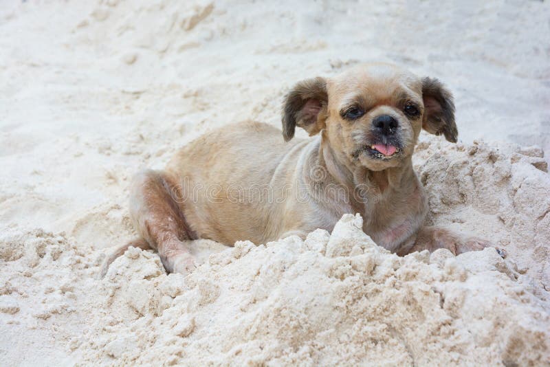 Little dog on beach sand stock image. Image of animal - 76372713