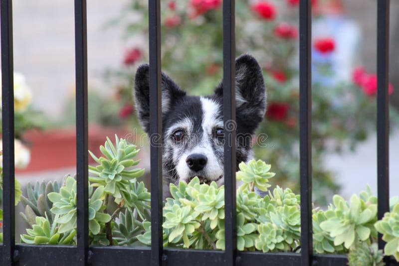 Little dog behind the gate stock photo. Image of croquettes - 46588450