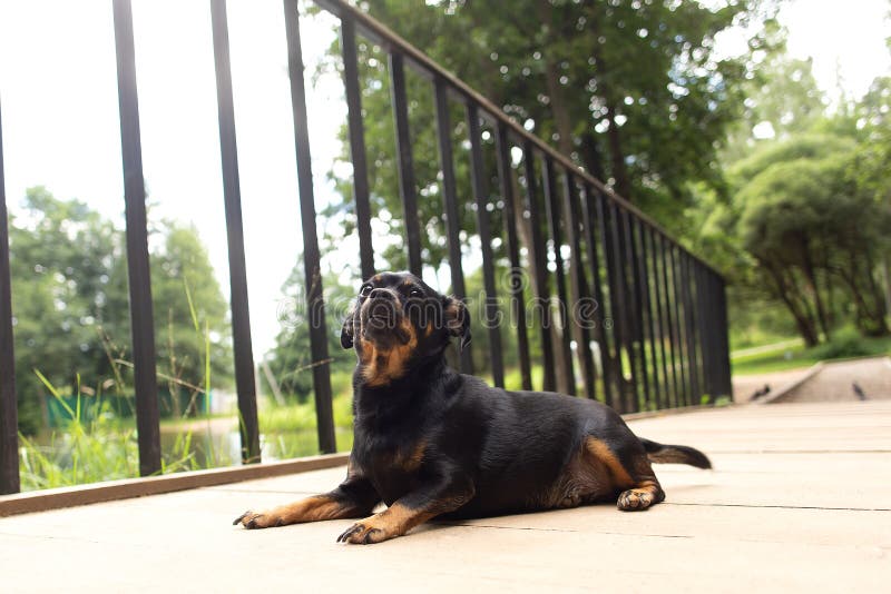 Little Dog on the Bridge, Park Stock Photo - Image of park, green ...